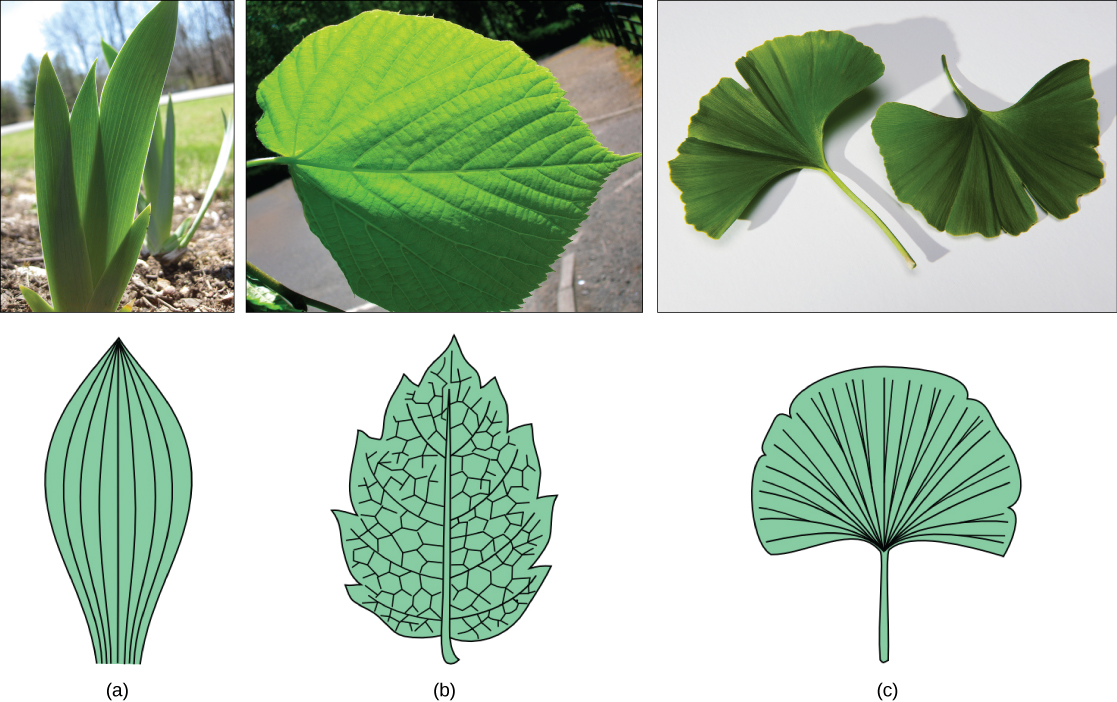 Biology 2e Plant Structure And Function Plant Form And Physiology 