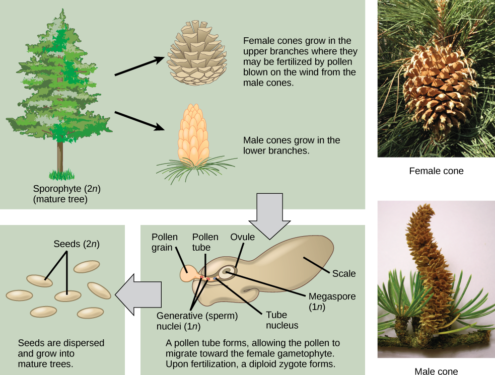Biology 2e Plant Structure And Function Plant Reproduction 
