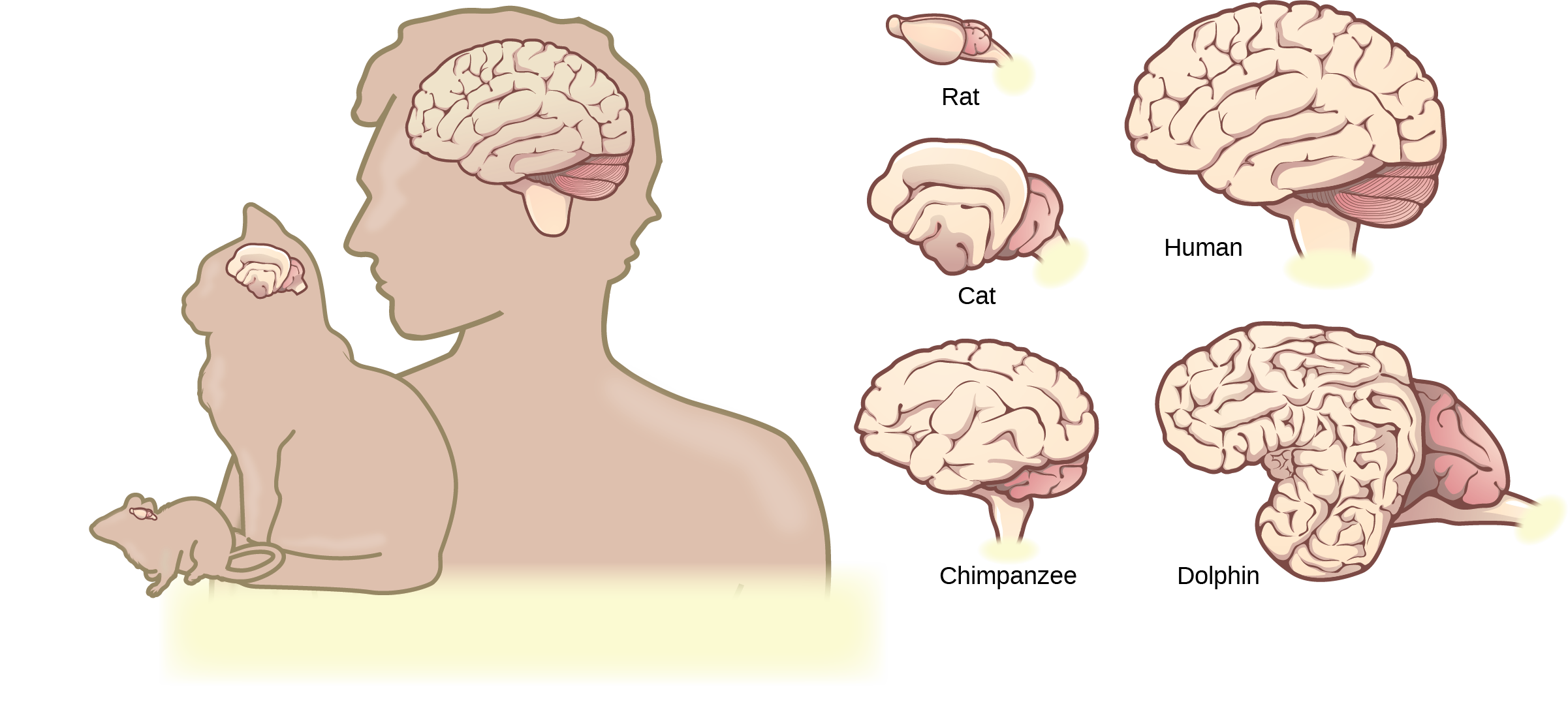 Biology 2e Animal Structure And Function The Nervous System The