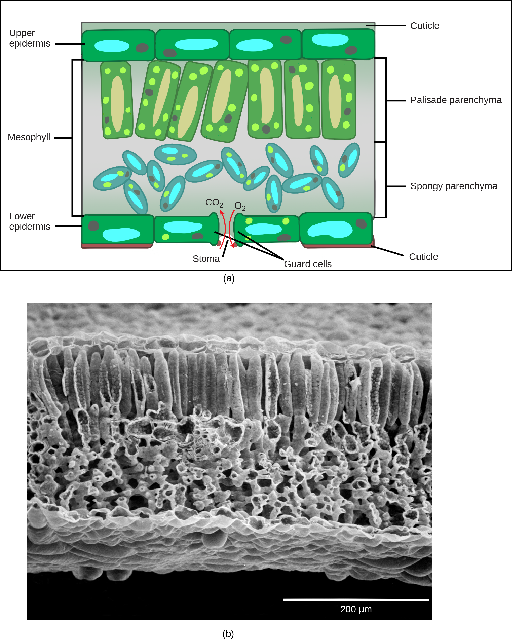Biology 2e Plant Structure And Function Plant Form And Physiology
