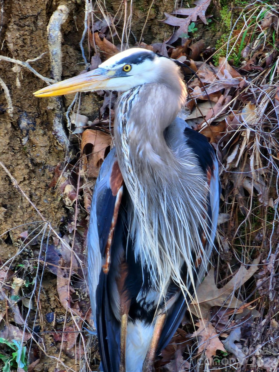 Photo 44 of 5929 Johnson Road, Clover, SC