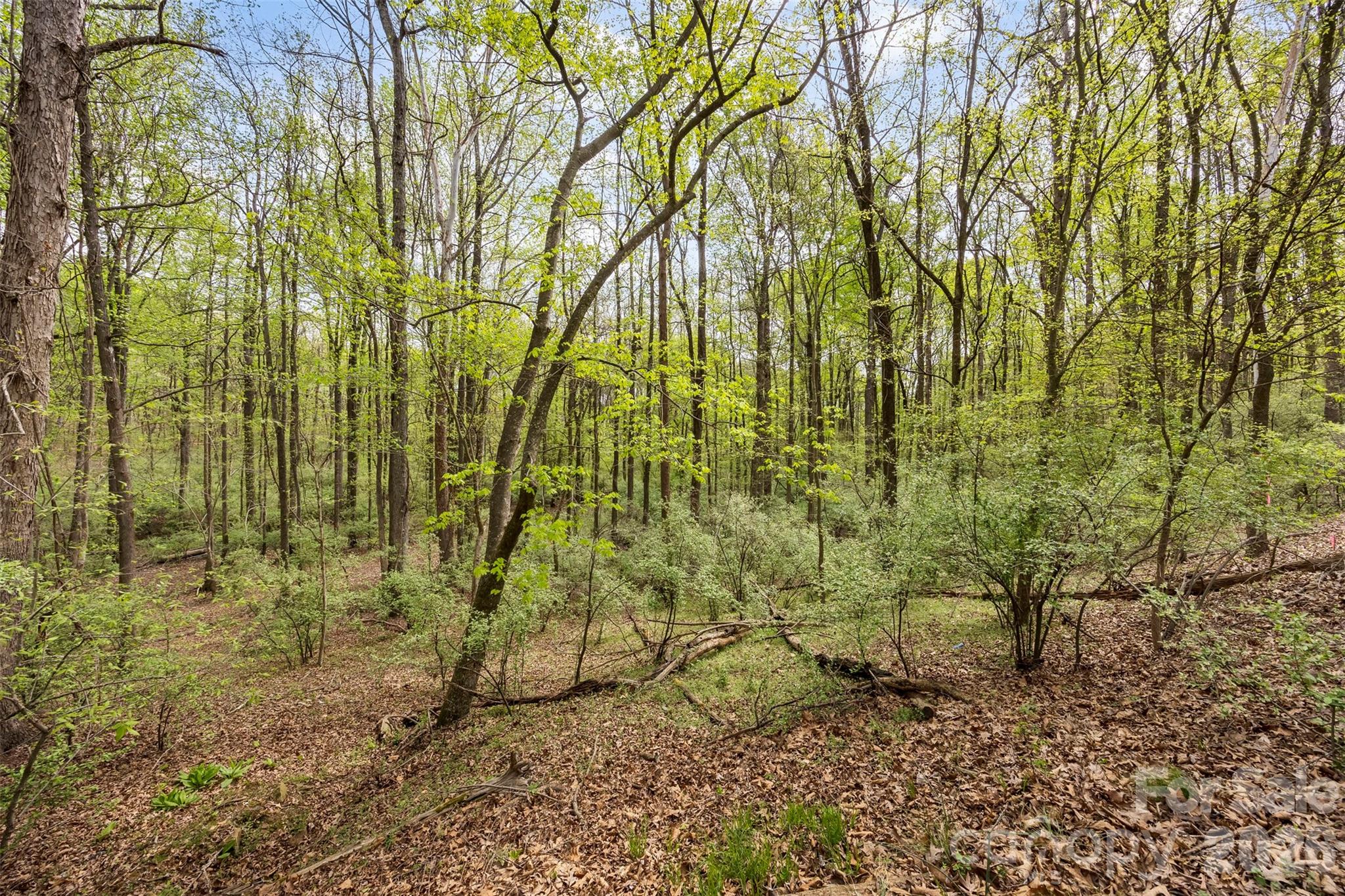 10601 Wildlife Road, Charlotte, NC - photo 8 of 30