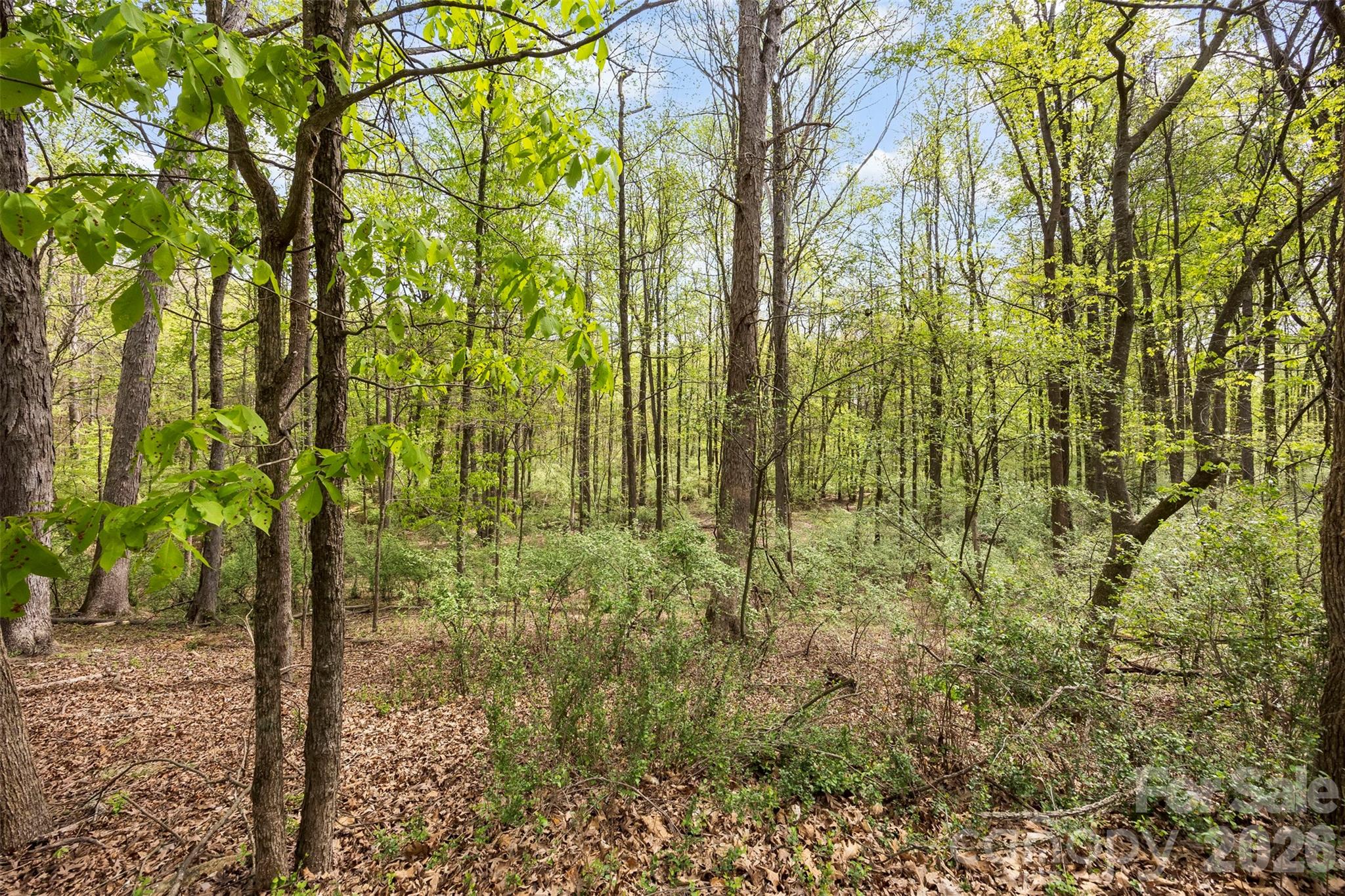 10601 Wildlife Road, Charlotte, NC - photo 6 of 30