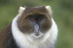Scientists uncover five new species of 'toupee' monkeys in the Amazon