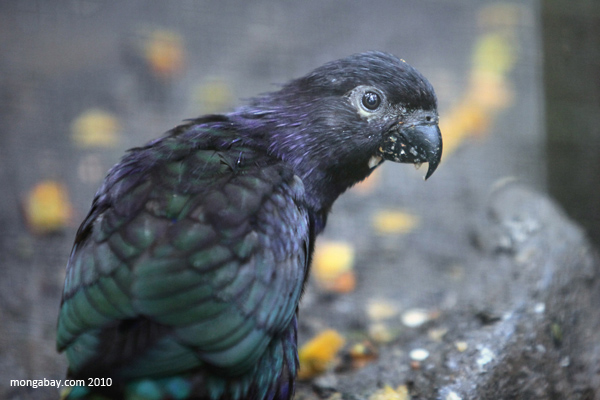 Black lory - Alchetron, The Free Social Encyclopedia