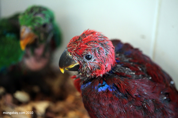 Baby Eclectus Parrots (Eclectus roratus polychloros)