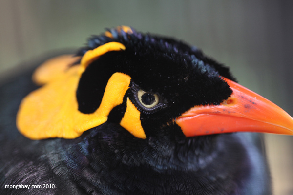 Common Hill Myna (Gracula religiosa)