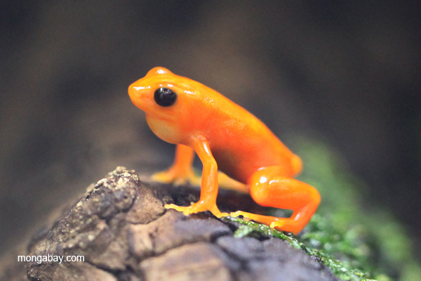 Golden mantella - Alchetron, The Free Social Encyclopedia