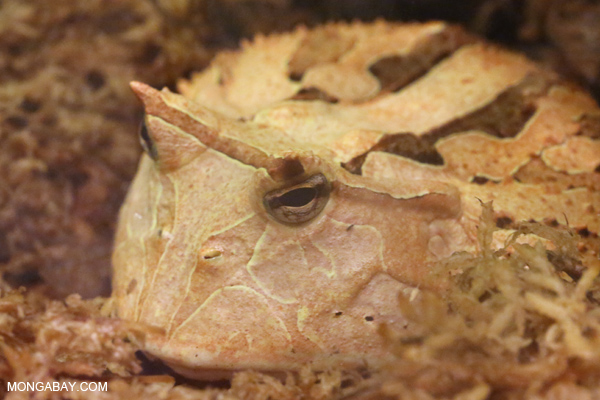 Suriname horned frog (Ceratophrys cornuta)