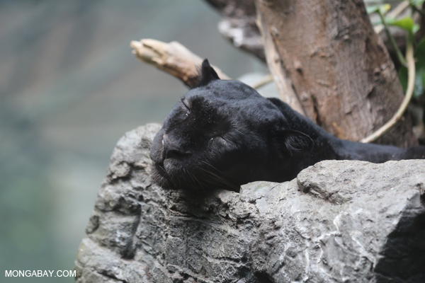 Black panther sleeping