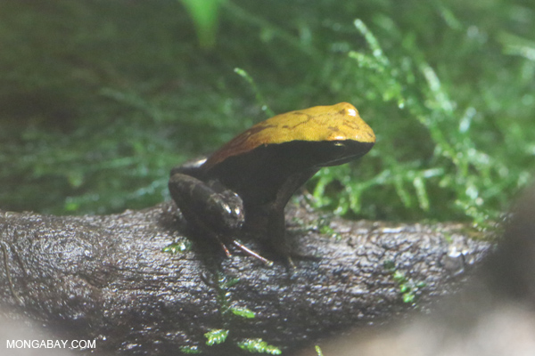 Mantella frog