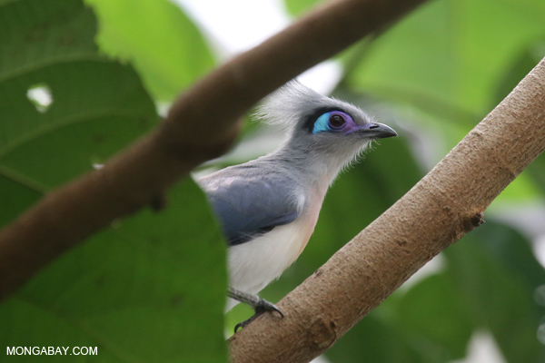 Crested Coua (Coua cristata)