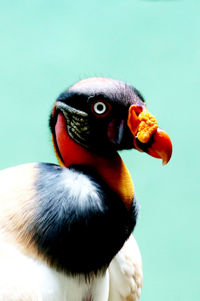 animals_03009