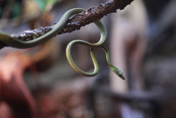 Asian Vine Snake
