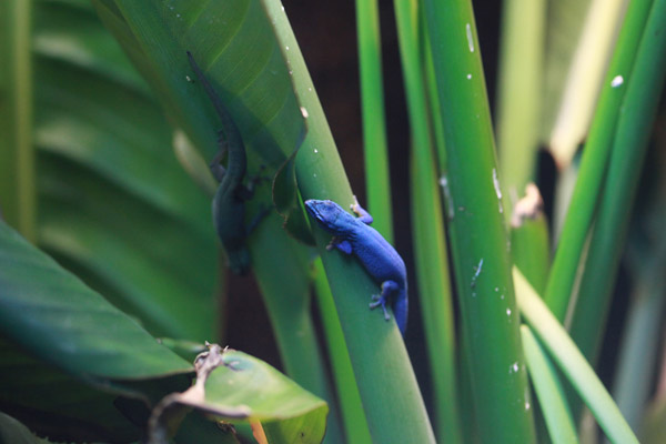 Blue gecko
