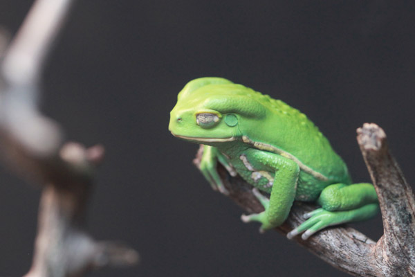 Green waxy monkey frog