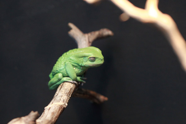 Green waxy monkey frog