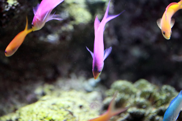 Pink reef fish
