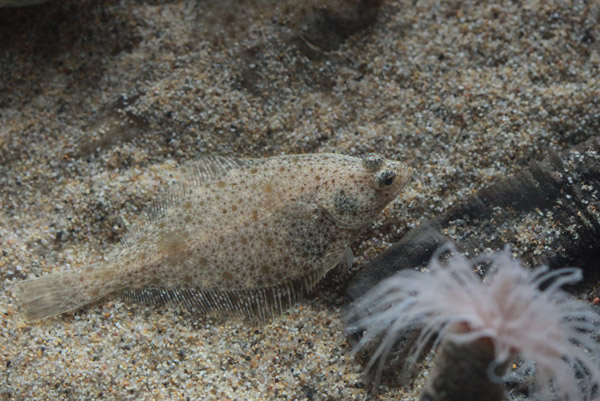 Pacific sanddab (Citharichthys sordidus)