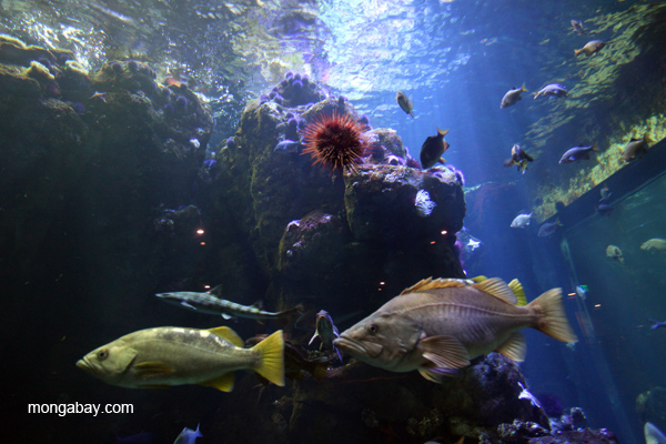 Temperate marine saltwater fish