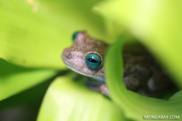 Blue-eyed Hypsiboas crepitans tree frog