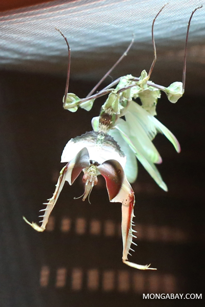 Devil's flower mantis (Idolomantis diabolica)