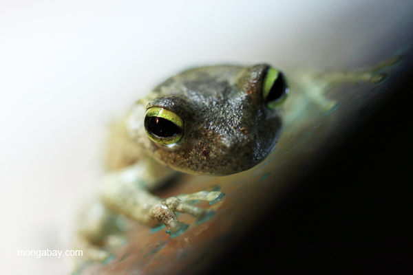blue toed tree frog
