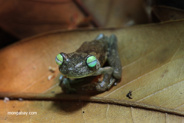 Blue-toed tree frog (Hypsiboas crepitans)