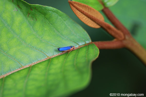 Gorgeous blue planthopper
