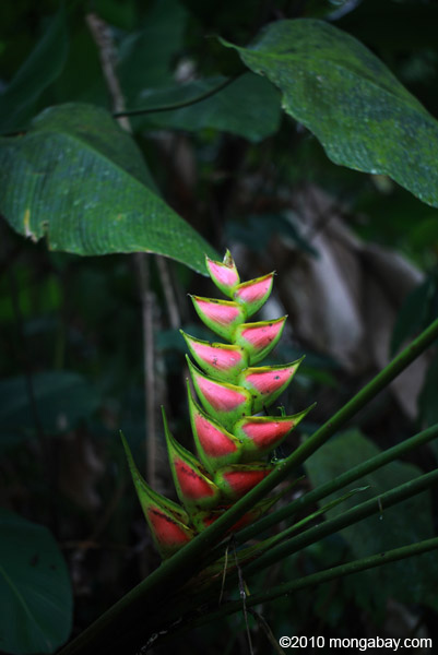 Heliconia