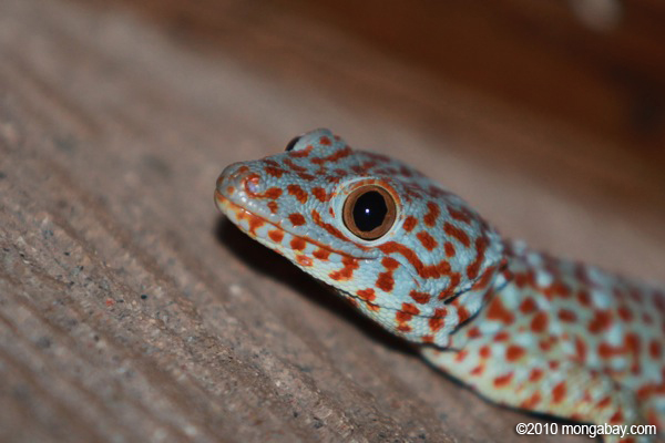 Photo: Tokay Gecko (Gekko gecko) - Indonesia