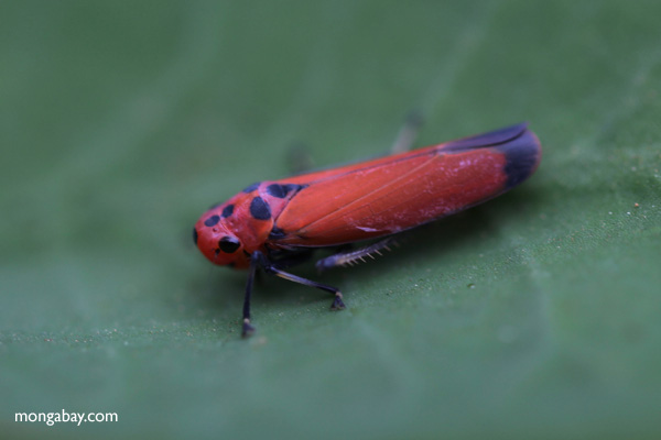 Pictures of the day: pink animals