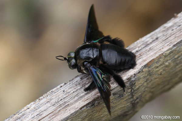 Lebah tawon raksasa - Xylocopa sp