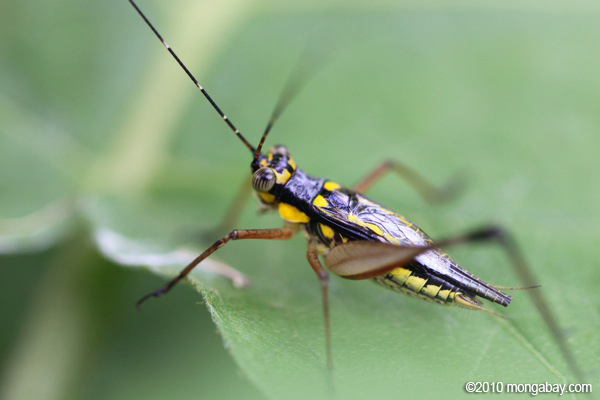 Belalang hitam dan kunin