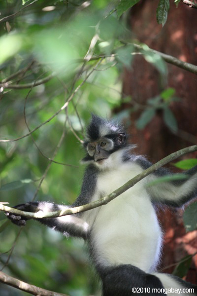 Thomas Leaf Monkey (Presbytis Thomasi)