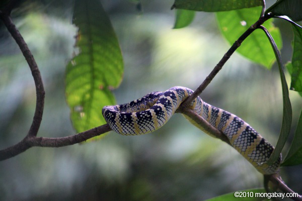 Viper pohon