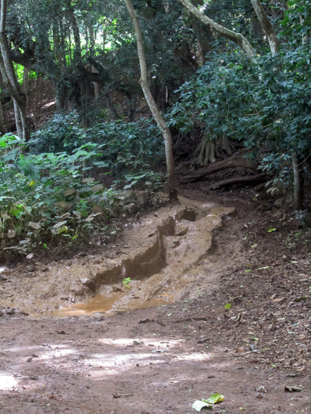 Picture: Deep mud on a road in Kauai