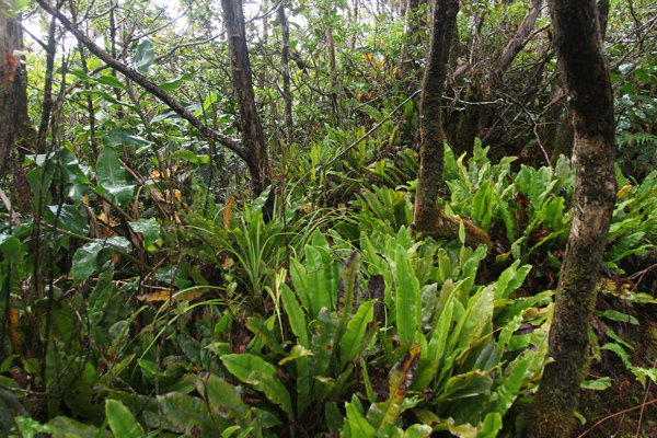 Picture: Vegetation along the Alaka'i Swamp Trail