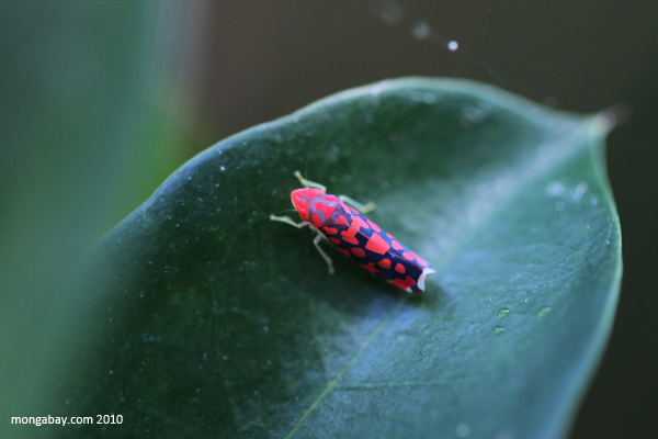 Pictures of the day: pink animals
