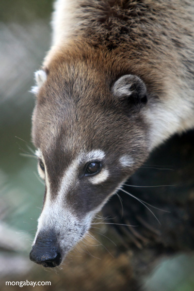 Coatimundi