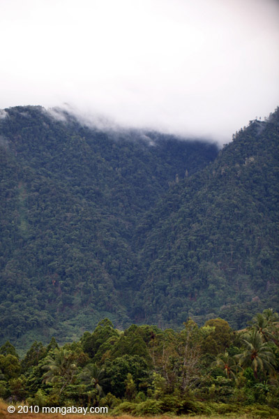 Hutan Cagar Alam Gunung Cyclops
