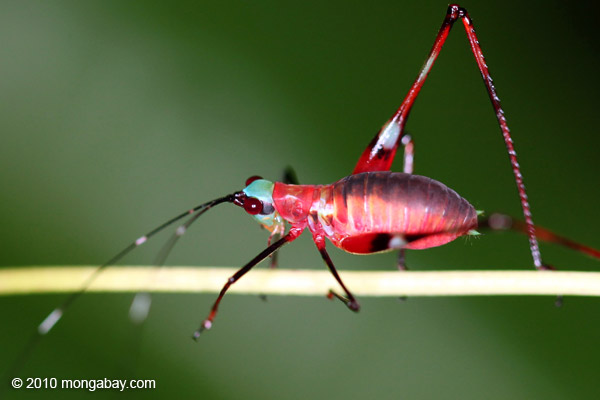 Tonggeret merah dengan kepala hijau dan antena hitam