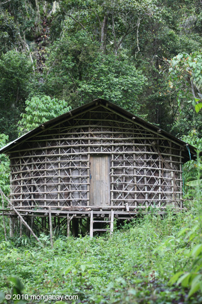 Gubuk tradisional di pegunungan Arfak