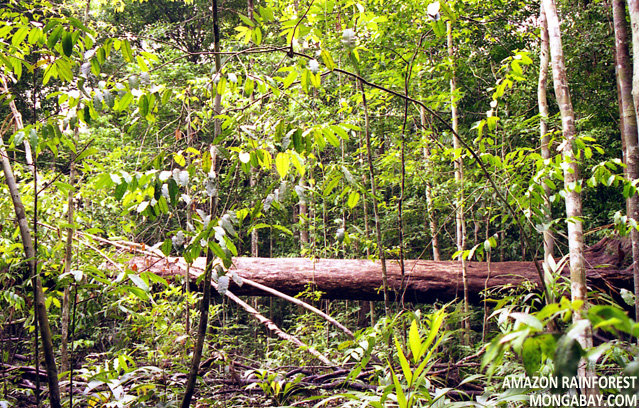 Amazon Rainforest Light