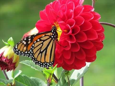 A Whole Lotta Flutterin' Goin' On: Butterflies Fly At The Paul Smith's ...