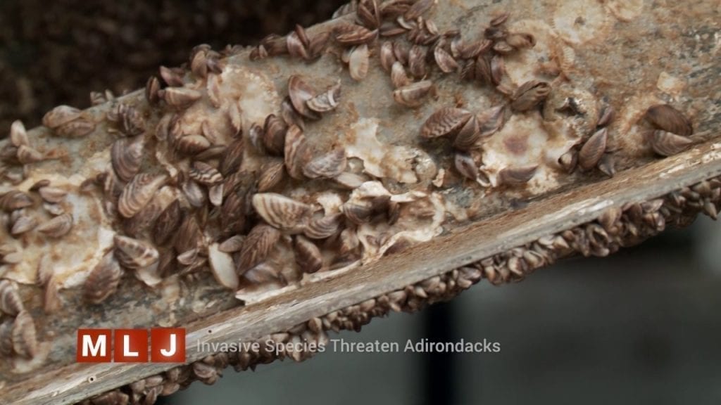 Lake Invaders – Mountain Lake PBS