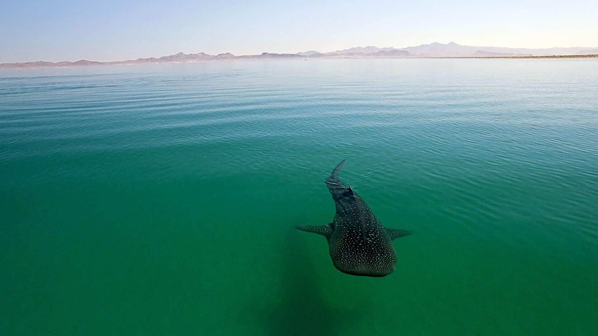 Big Pacific: Mysterious | Summer Spark! — Mountain Lake PBS