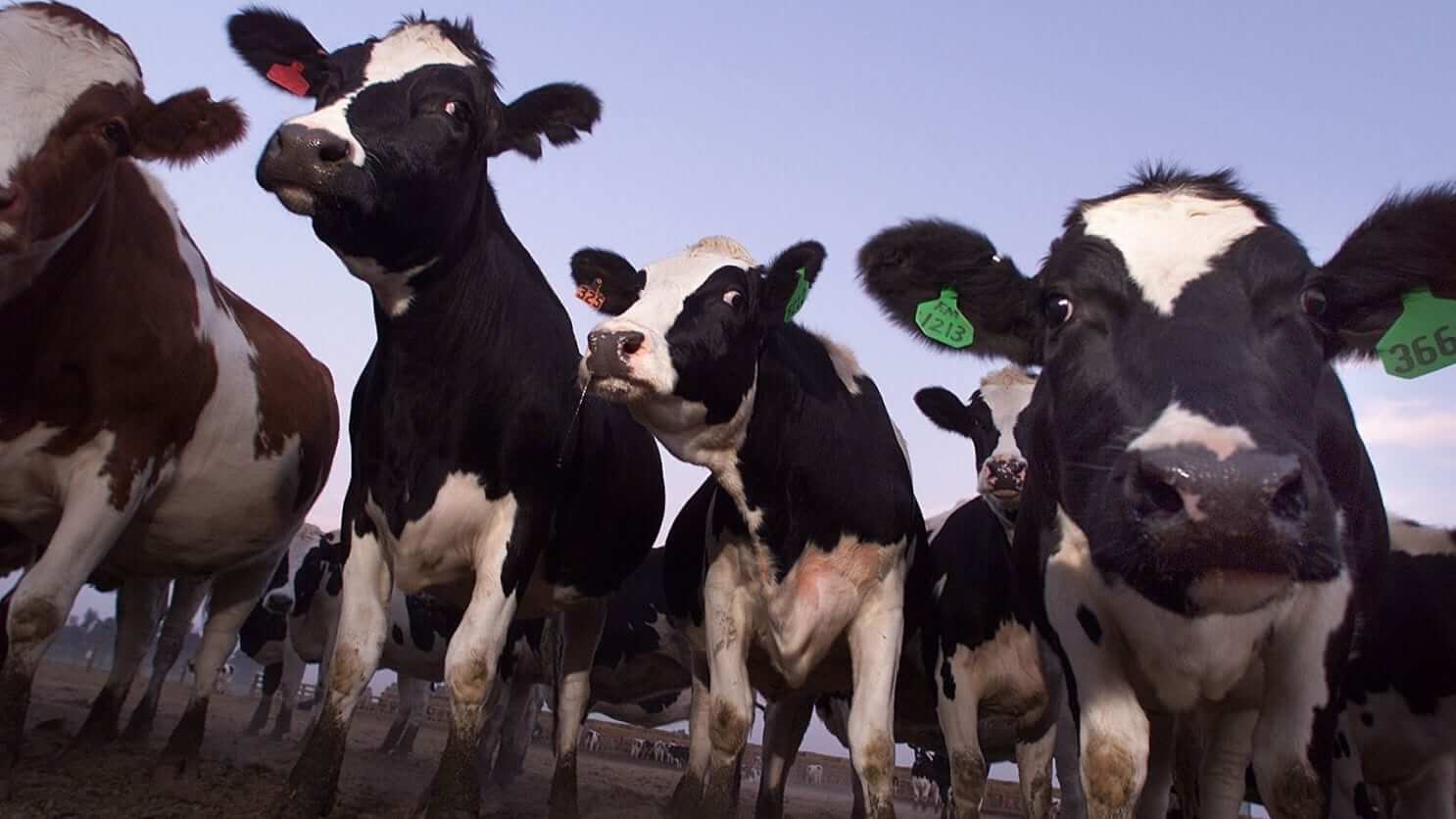 Moooo-ve Over for National Farm Animals Day! — Mountain Lake PBS