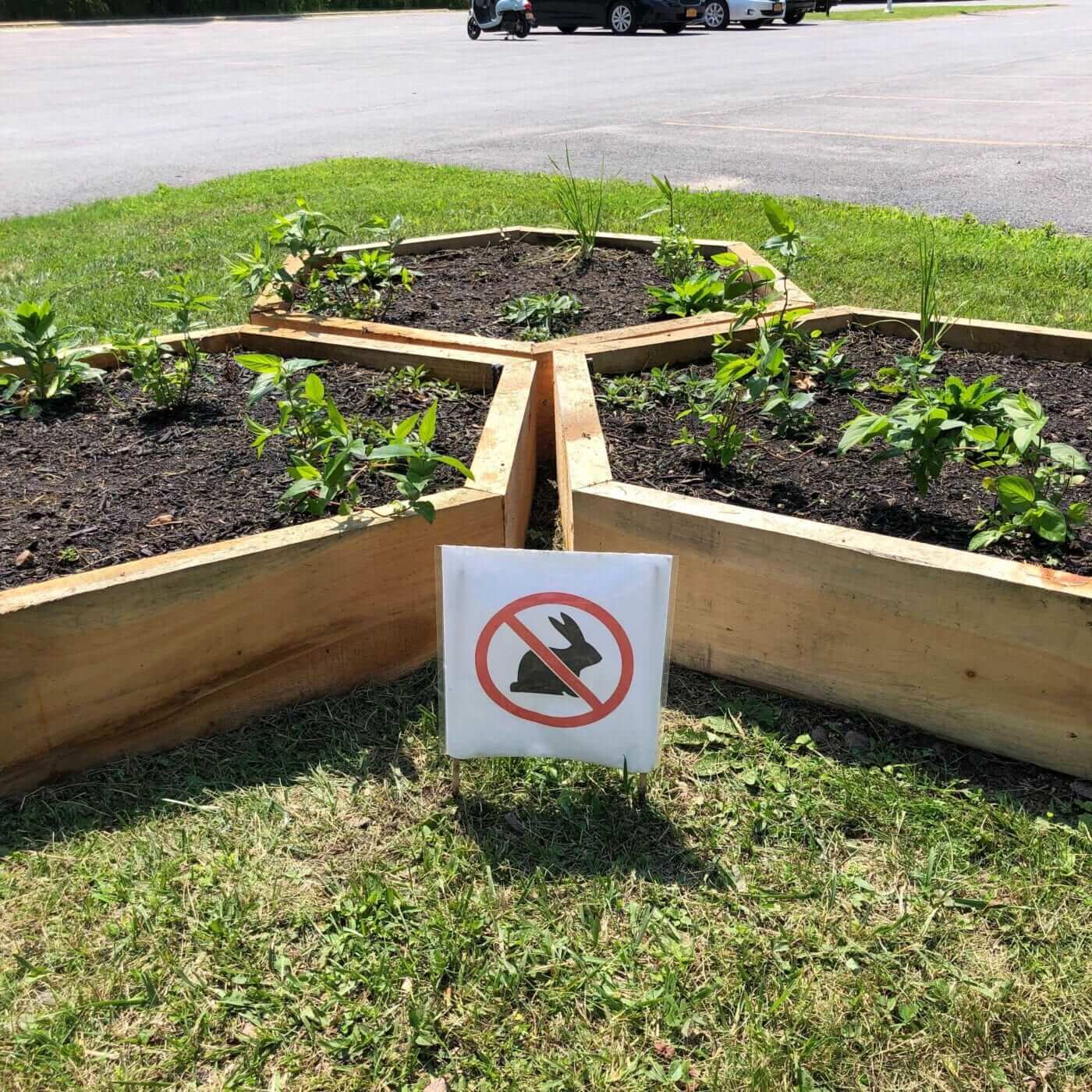 The MLPBS Pollination Station Is Back and Buzzing! – Mountain Lake PBS