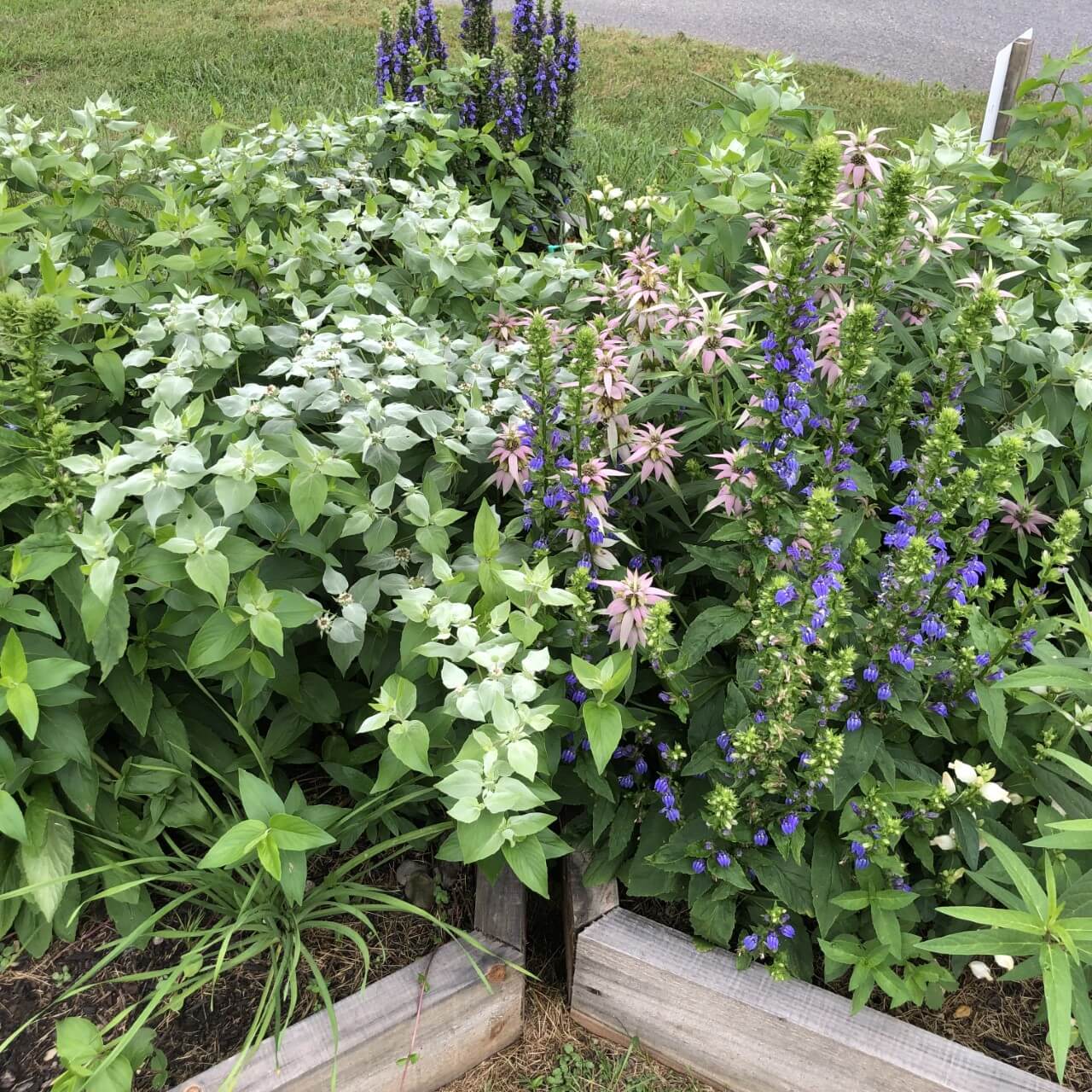 The MLPBS Pollination Station Is Back and Buzzing! — Mountain Lake PBS